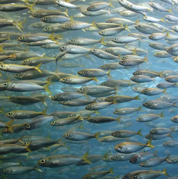 Sardines Fish Anchovies Vs. Sardines: Which Is Healthier?